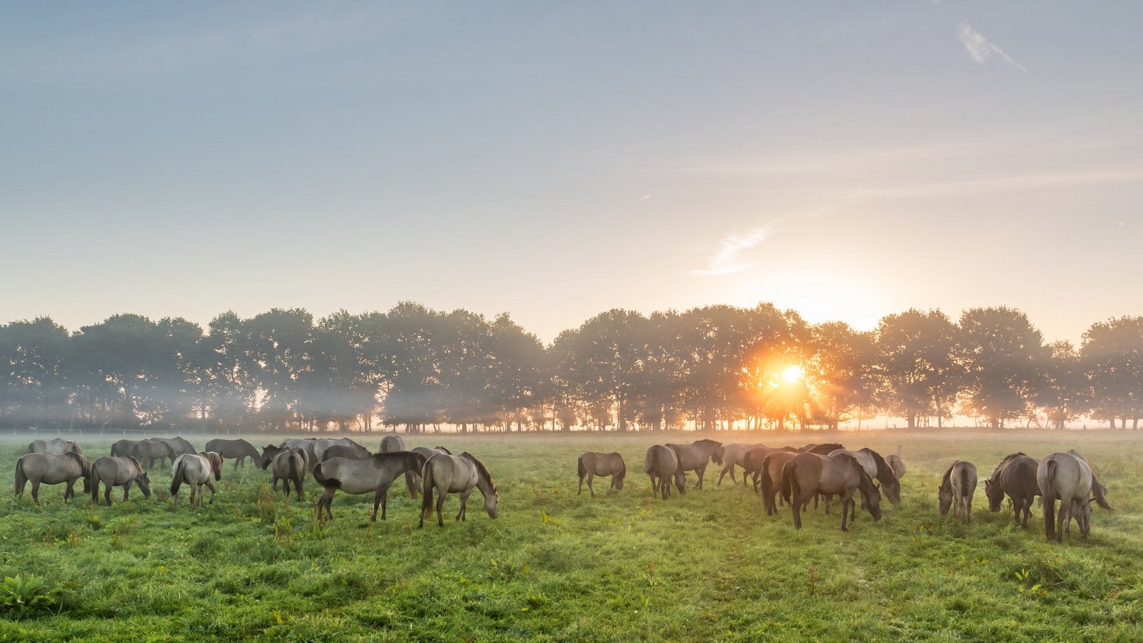 Die Dülmener Wildpferde, Stadt Dülmen